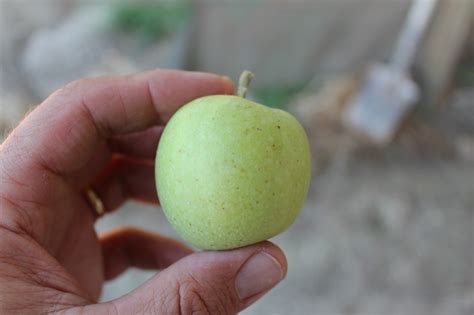 Rutherglen Bug Australian Apple And Pear Ipdm Australian Apple And