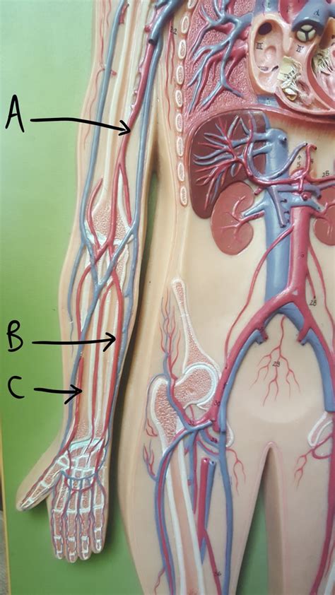 A P 2 Lab Arteries And Veins Of The Arm Diagram Quizlet
