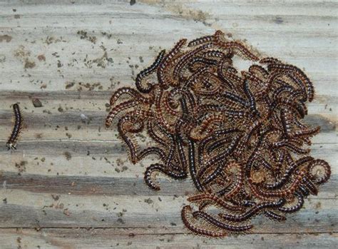 House Centipede Infestation