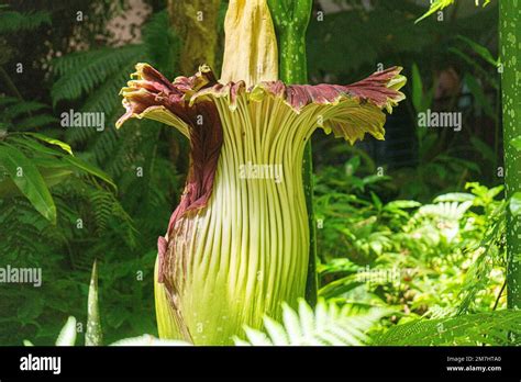 10 January 2023 The Corpse Flower Also Known As Titan Arum Famous