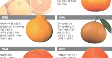 겨울철 보약 감귤 골다공증 위험 낮추는 성분 오렌지의 15배