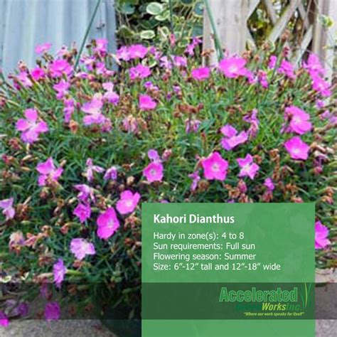 Kahori Dianthus Home Landscaping Green Space Yard Landscaping
