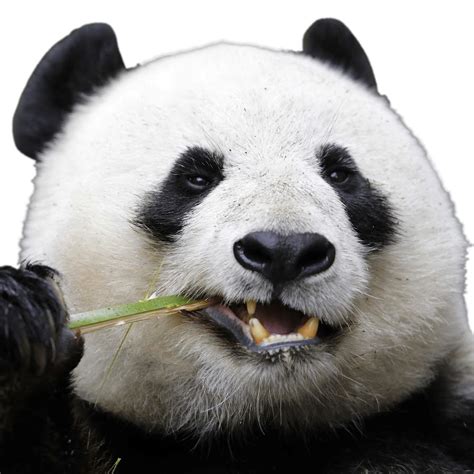 Pandapowerita Youtube