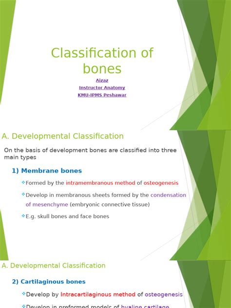 Anatomy Lec 4 Classification Of Bones 1 Pdf Bone Skeletal System Anatomy Lec 4 Classification Of Bones 1 Pdf Bone Skeletal System