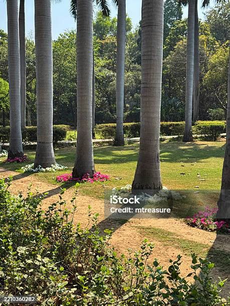 야자수와 여름 침구 식물의 이미지 꽃이 만발한 피튜니아와 다채로운 일년생 식물이 정원 경계를 밝게합니다 0명에 대한 스톡 사진 및 기타 이미지 Istock