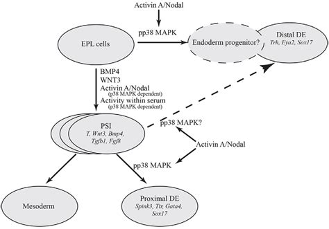 A Model Of Endoderm Formation From Epl Cells Formation Of The Proximal Download Scientific