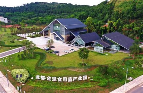 四川金堂羊肚菌带动百亿级食用菌产业 产业资讯 食用菌新闻 中国食用菌商务网