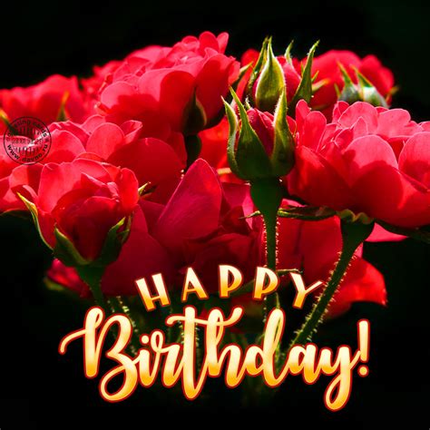 Roses Birthday Cards