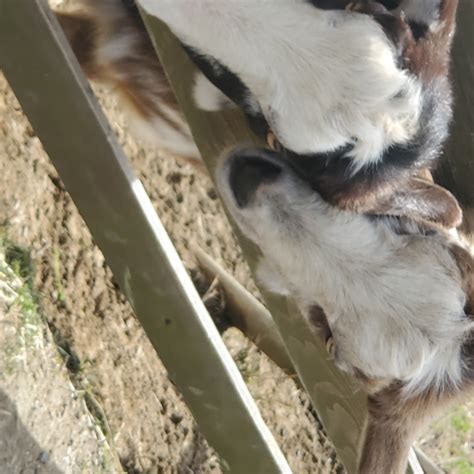 ダクソのボスについて語る記事。 Dlチャンネル みんなで作る二次元情報サイト！