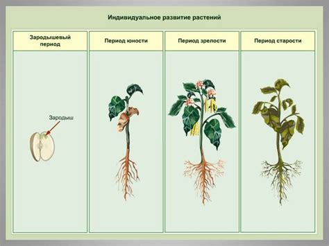 Индивидуальное развитие растений презентация онлайн