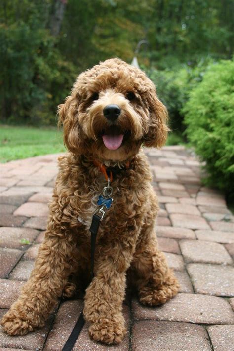Cockapoo Apricot