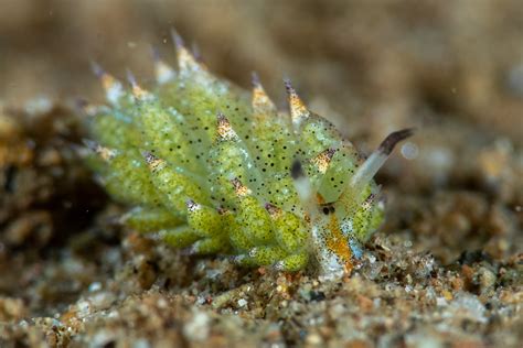 Leaf Sheep Costasiella Kuroshimae Complete Care Guide Reeflings