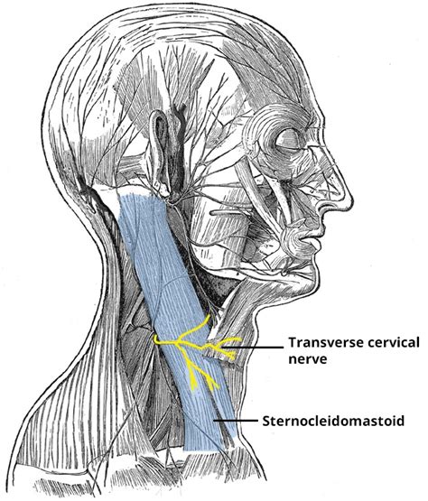 Transverse Cervical Nerve Wikism Sports Medicine Wiki