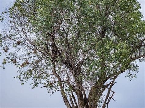 На фотографії є сова але знайти птицю можуть одиниці а чи зможете ви Це буде нелегко