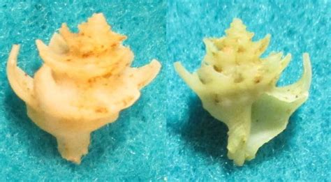 Babelomurex Capensis 2923396