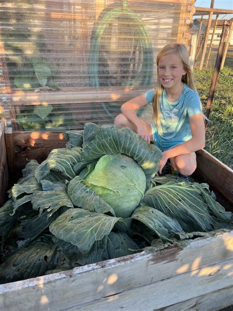 2021 2022 Winners Bonnie Plants Cabbage Program