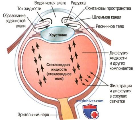 Водянистая влага камер глаза. Отток водянистой влаги