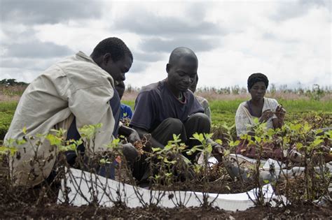 Økonomi Og Næringsliv I Malawi Store Norske Leksikon