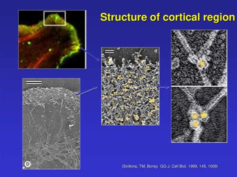 Cytoskeleton Locomotion Ppt Download