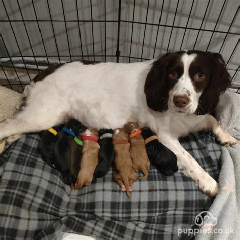 Sproodle Sale Haverhill Suffolk 1girl Sproodle Puppies