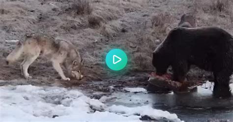 Hungry Wolf Asking Politely For Some Food Album On Imgur