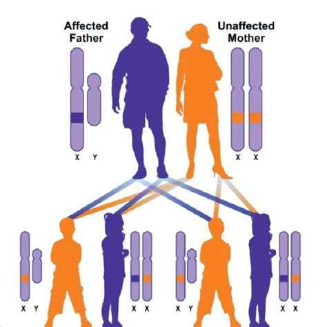 a schematic view of the x chromosome x that the hccs gene is based on