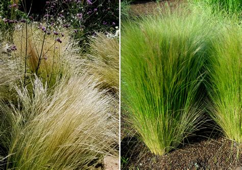 Stipa Tenuissima Filippo Marroccoli