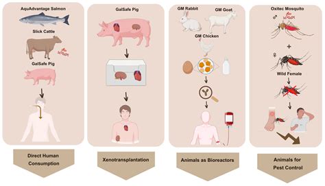 Genetically Modified Animal Derived Products From Regulations To
