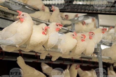 Днес започва унищожаването на птиците във фермата с птичи грип в