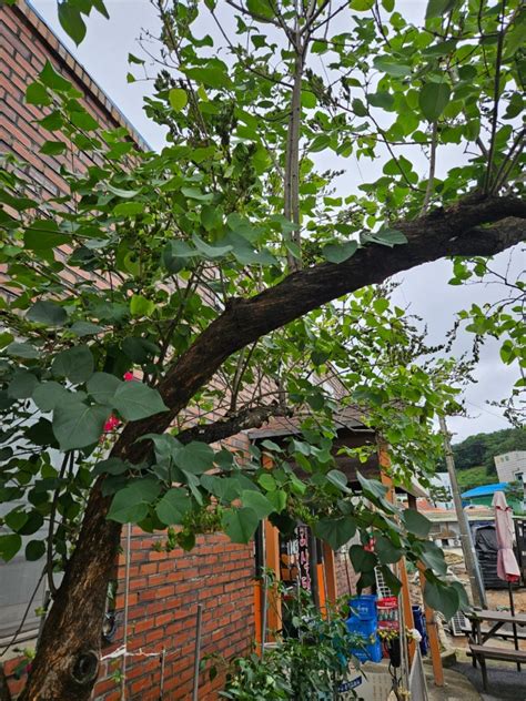 눈길가는 라일락나무 네이버 블로그