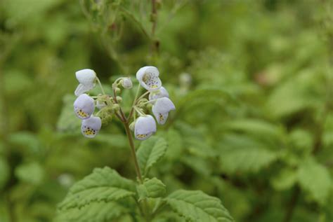 Jovellana Punctata Shrubs Rhs