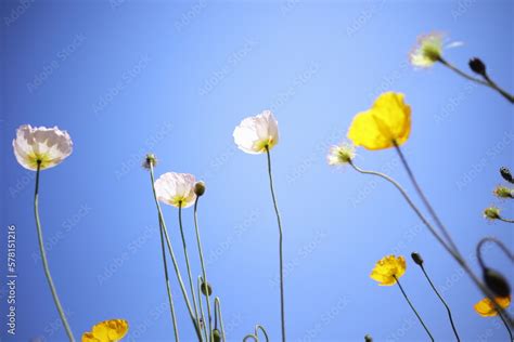 初夏の青空とカラフルなポピーの花 Stock Foto Adobe Stock