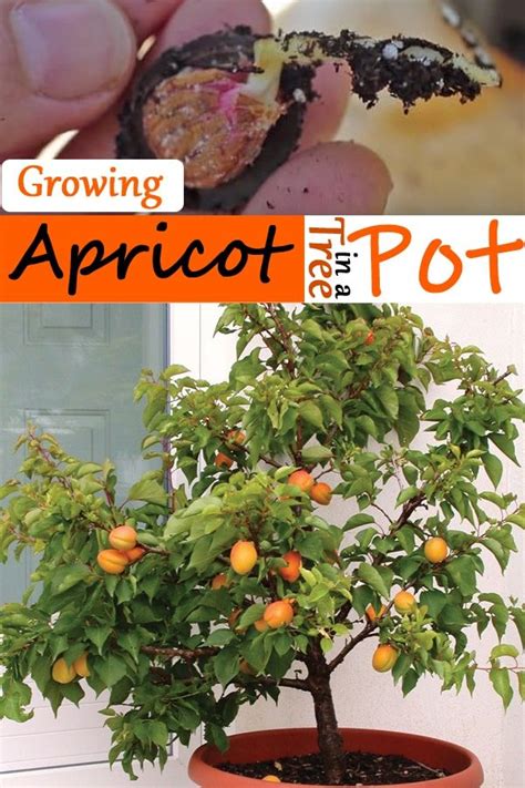 Coffee Plant Care How To Grow A Coffee Tree Indoors And Out Guide Artofit