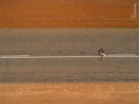 Colliding Views Wildlife Photographer Of The Year Natural History