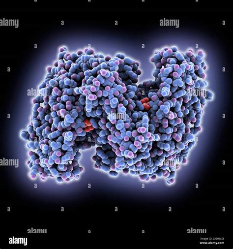 Citrate Synthase Molecular Model This Enzyme Is Involved In The First Step Of The Citric Acid