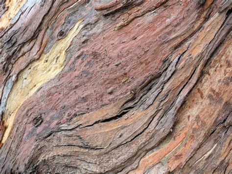 Premium Photo Tropical Tree Bark Nice Bark Pattern Wooden Pattern In Different Colors