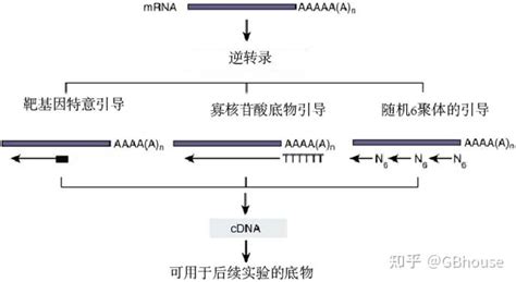 带你了解pcr、real Time Pcr、rt Pcr、qrt Pcr你知道或者不知道的信息 知乎