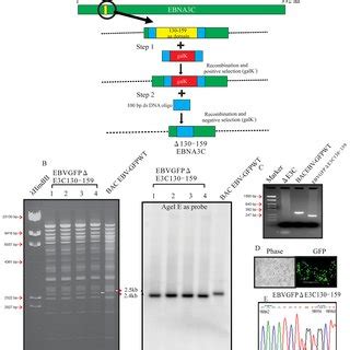 EBV Latent And Lytic Gene Expression During Early Stage Of Infection