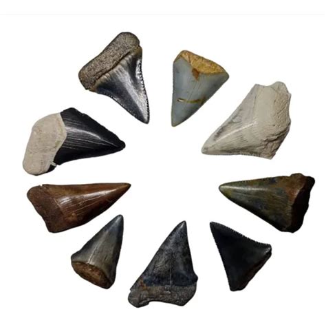 9 Colmillos De Megalodon Juvenil Envío Gratis