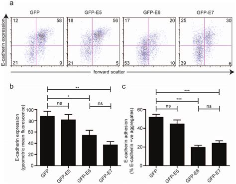 E Cadherin Expression And E Cadherin Mediated Adhesion Is Reduced In Download Scientific