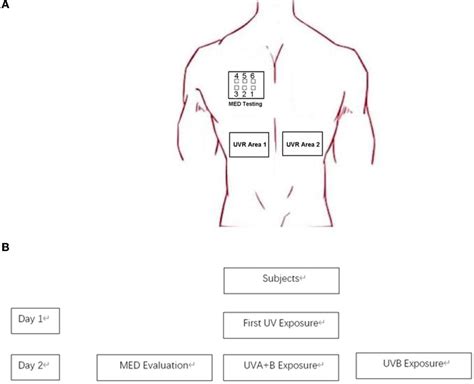 Figure From The Role And Safety Of UVA And UVB In UV Induced Skin Erythema Semantic Scholar