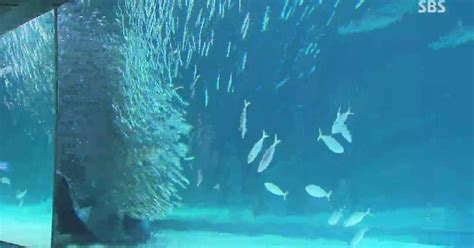 [영상 뉴스] 태평양에서 온 정어리 떼 장관