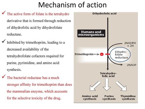 Folate Antagonists Enzymes Requiring Folate Derived Cofactors Are