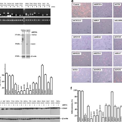 Shrna Containing Lentivirus Method To Inhibit Gene Expression
