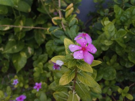 Infinix S Review Affordable Smartphone With Triple Camera S Techniblogic