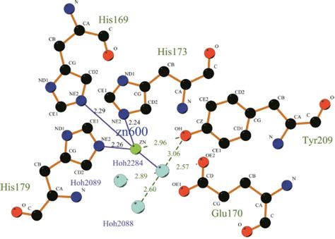 The Molecular Interaction Of The Active Sites Of Pap Download