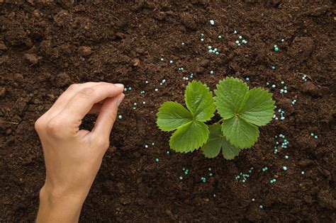 젊은 성인 여성 손 은 어두운 갈색 지상 배경에 녹색 작은 딸기 식물에 대한 복잡한 비료 과립을 붓는 근접 촬영 루트 먹이 정원에서 준비 작업 하향 보기 개발에 대한 스톡