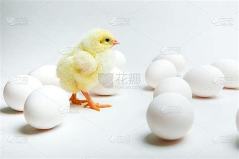 黄色的新生小鸡和蛋
