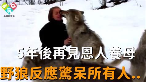 女人救下瀕死野狼，5年後再次相見，狼的反應驚呆所有人感動 淚目 不可思議 震驚 奇跡 心靈飼養員 Youtube