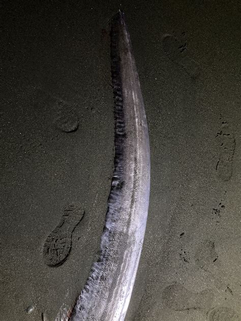 湘南の海に打ち上げられた深海魚リュウグウノツカイ！